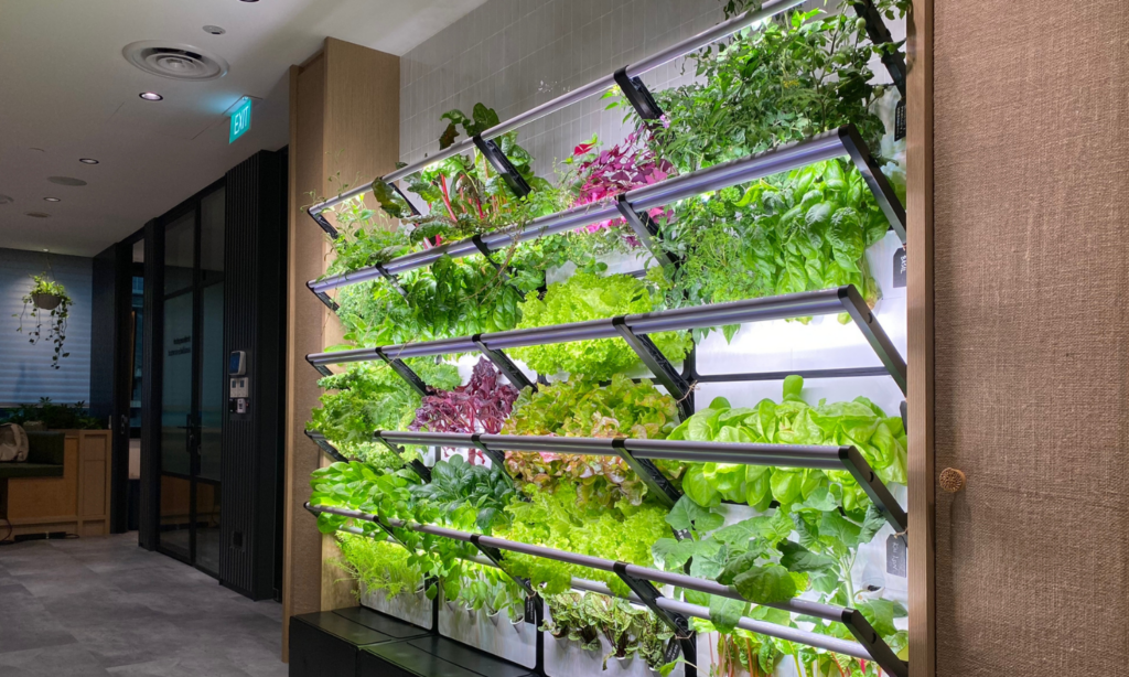 The Future of Farming Is on the Wall—And in Your Office – Food Tank