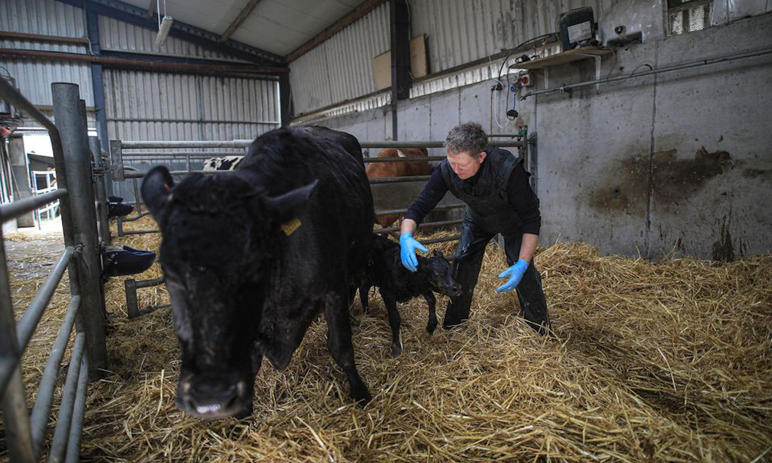 farmer resilience, family farmer, animal agriculture, dairy, Ireland ...