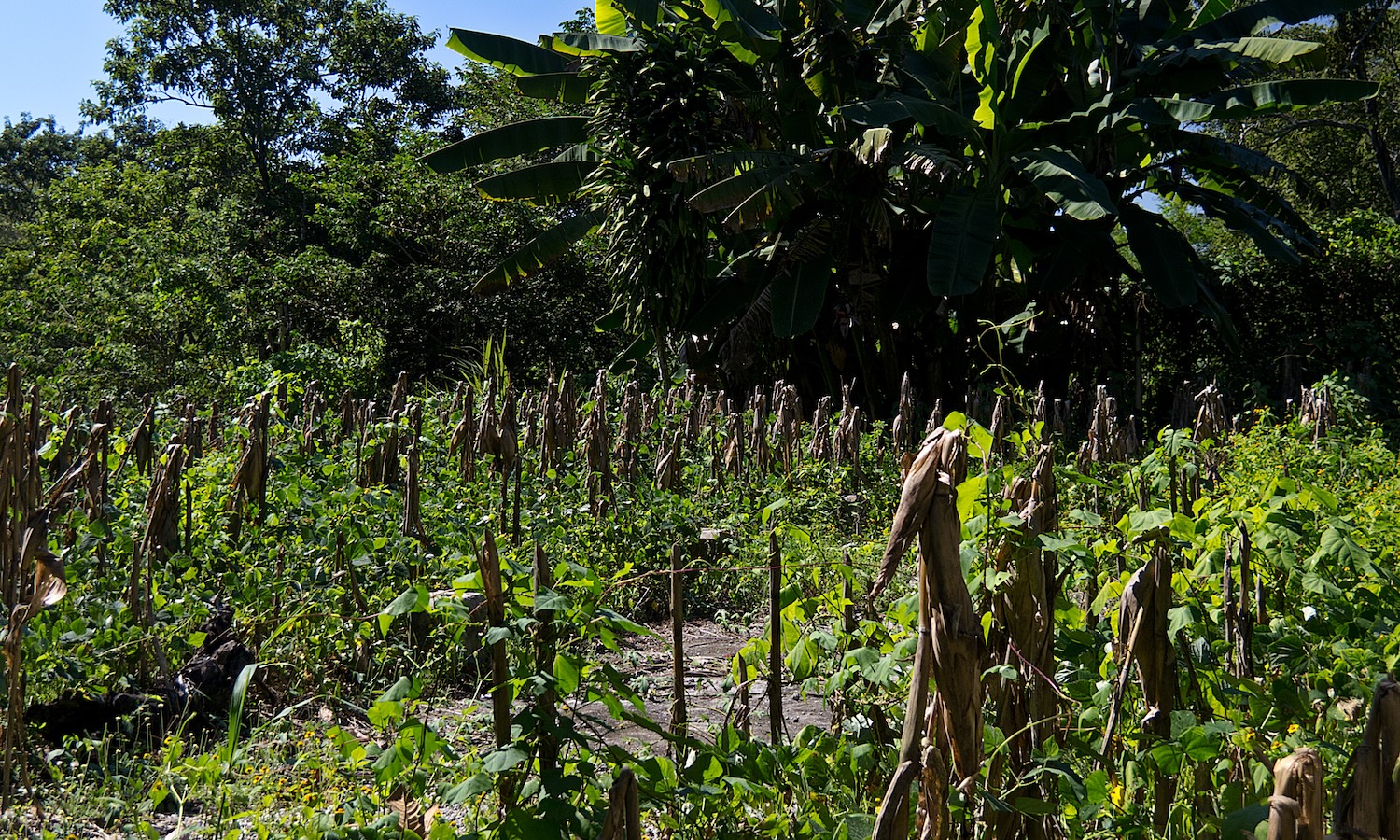 Indigenous Knowledge, agroecology, Yucatec Maya, Universidad ...