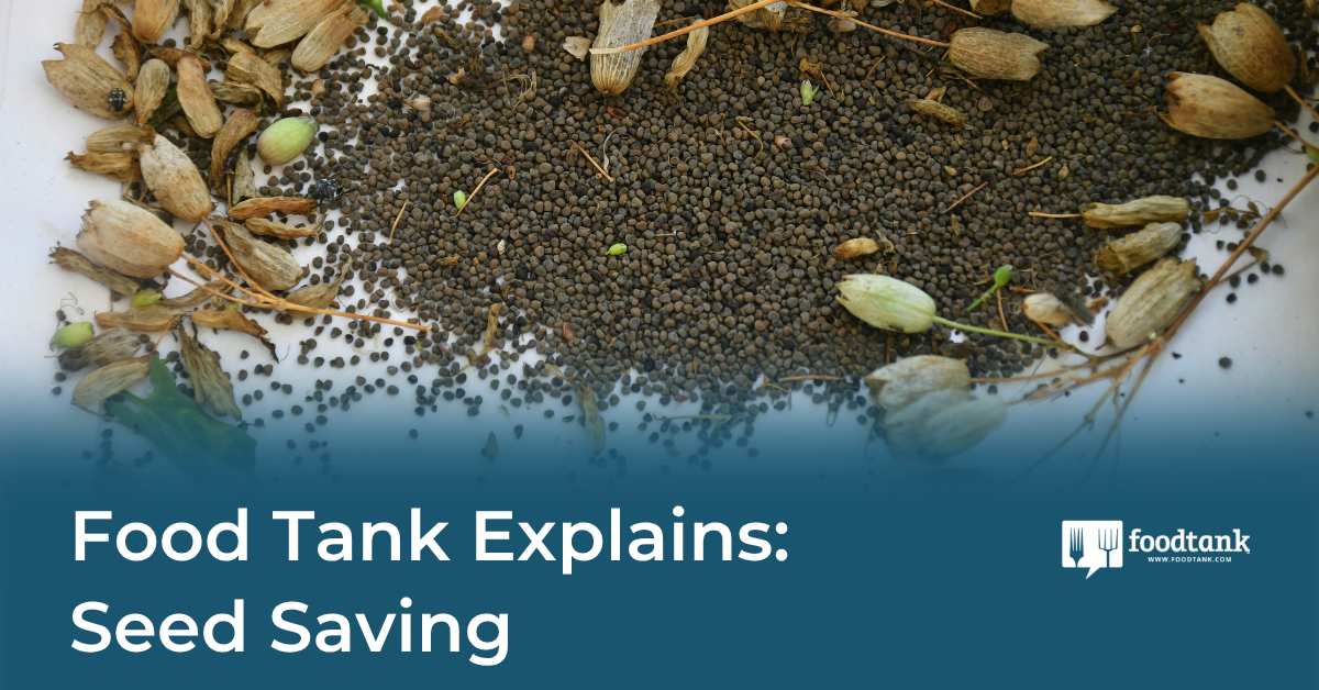 Food Tank Explains: Seed Saving – Food Tank